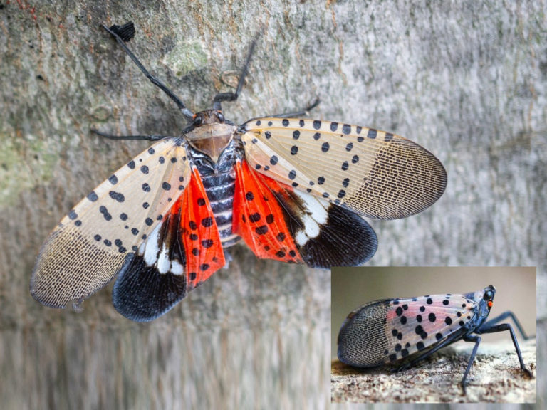 Spotted Lanternfly - The Arrimour Group