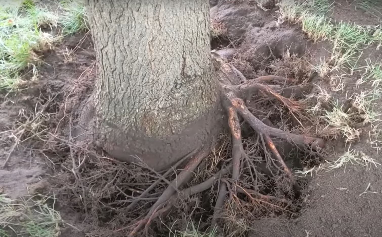 Over-Mulching: Problems and How to Correct - The Arrimour Group