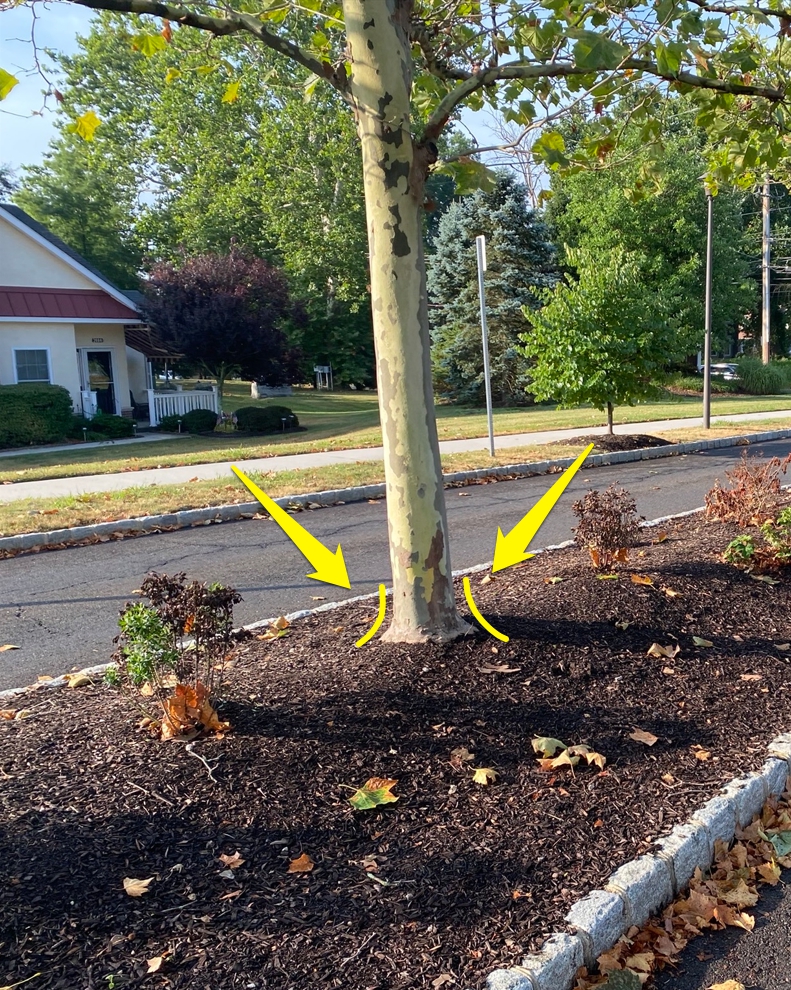 Over-Mulching: Problems and How to Correct - The Arrimour Group